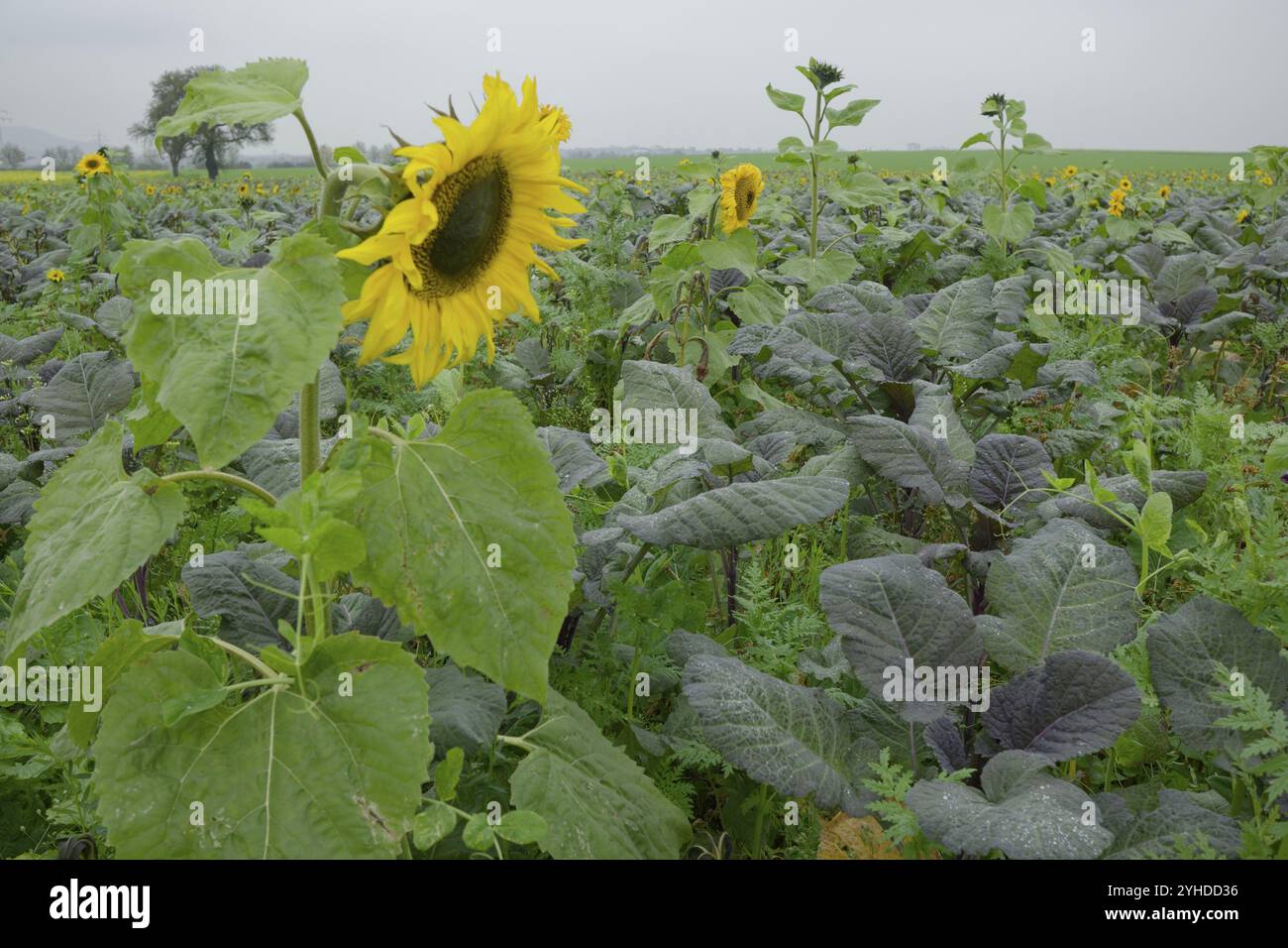 Intercropping hi-res stock photography and images - Alamy