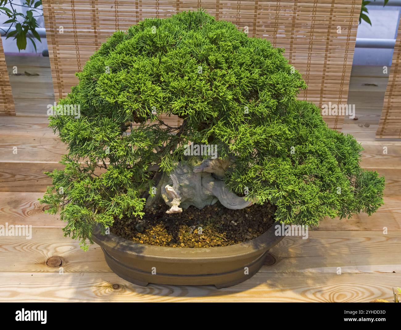 Bonsai, Chinese juniper (Juniperus chinensis) . Age, about 70 years ...