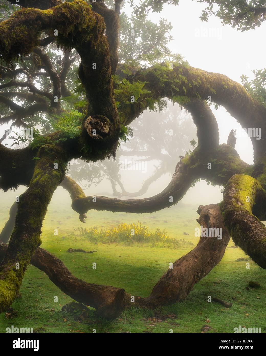 Ancient Moss-Covered Laurel Trees in a Misty Enchanted Forest in ...