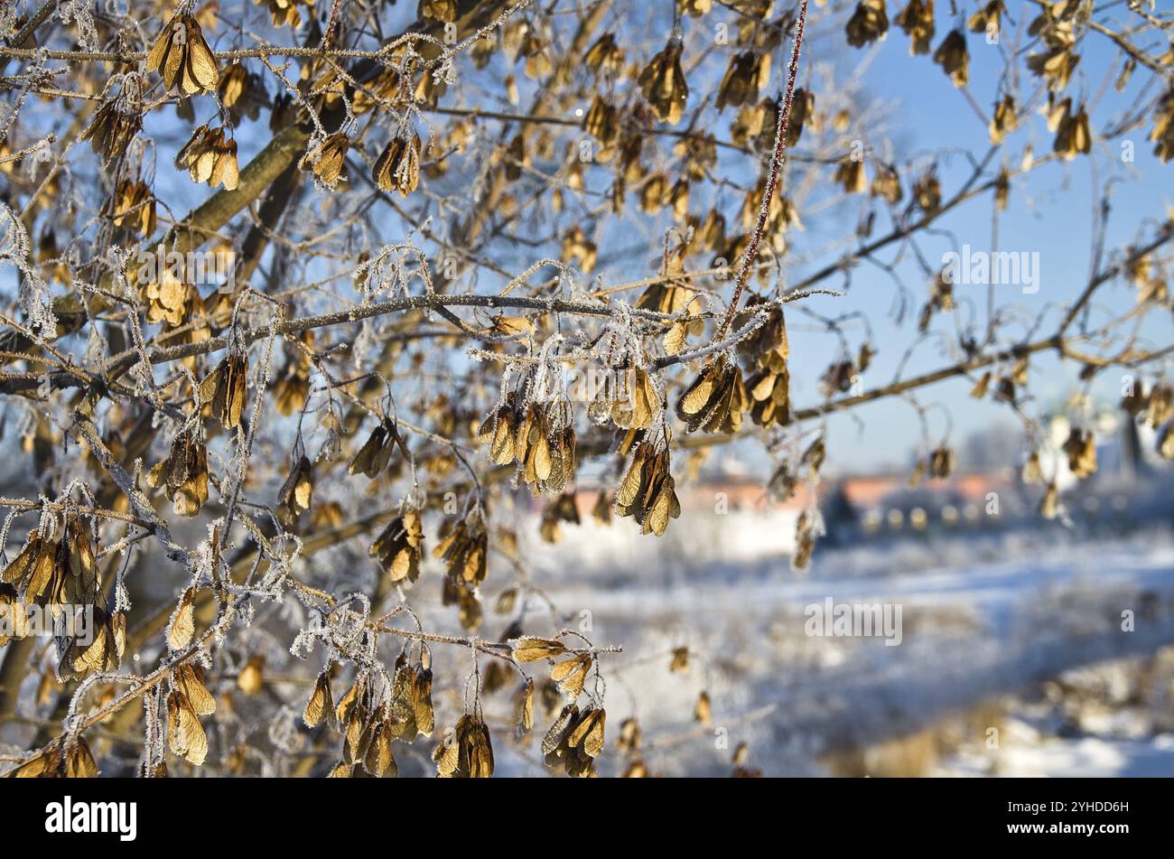 Dried seeds of maple against the winter sky Stock Photo - Alamy