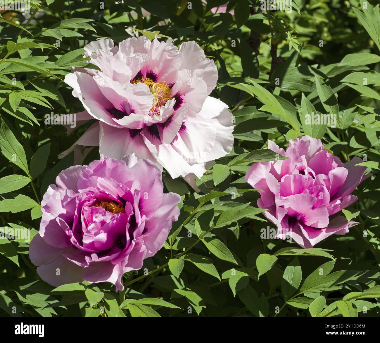Tree peonies hi-res stock photography and images - Alamy
