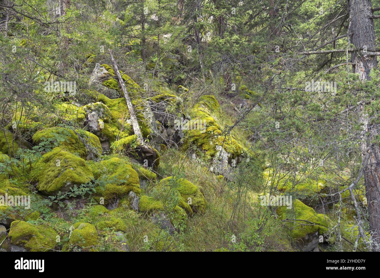 Taiga ranges hi-res stock photography and images - Alamy