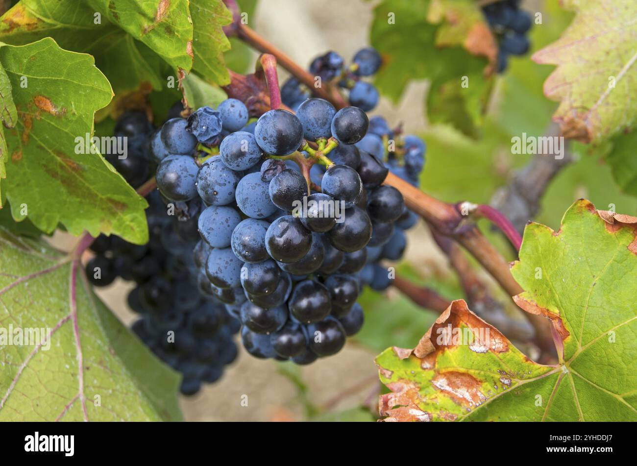 Grape ripe black clusters hi-res stock photography and images - Alamy