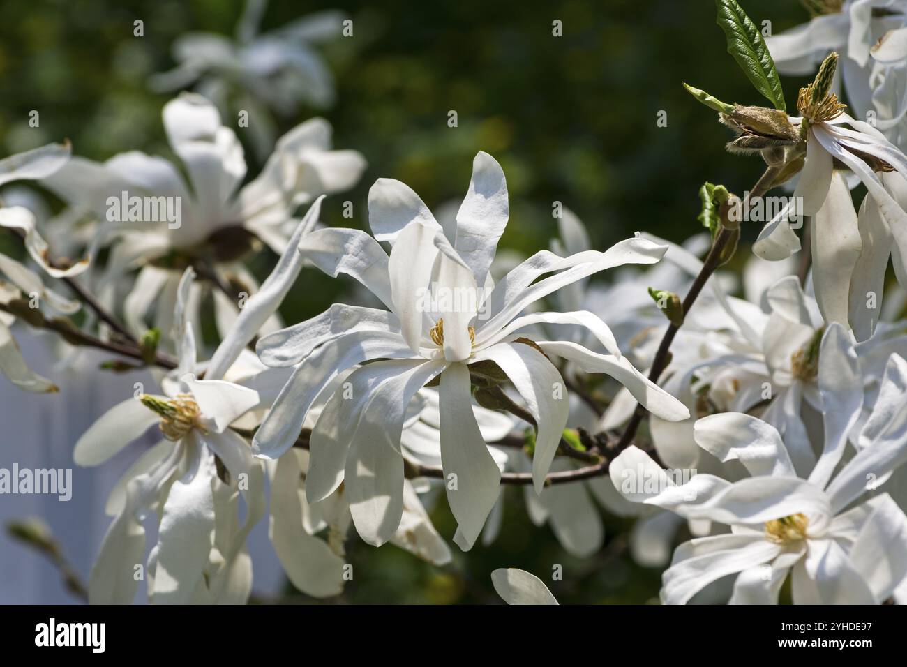 White magnolia garden hi-res stock photography and images - Alamy