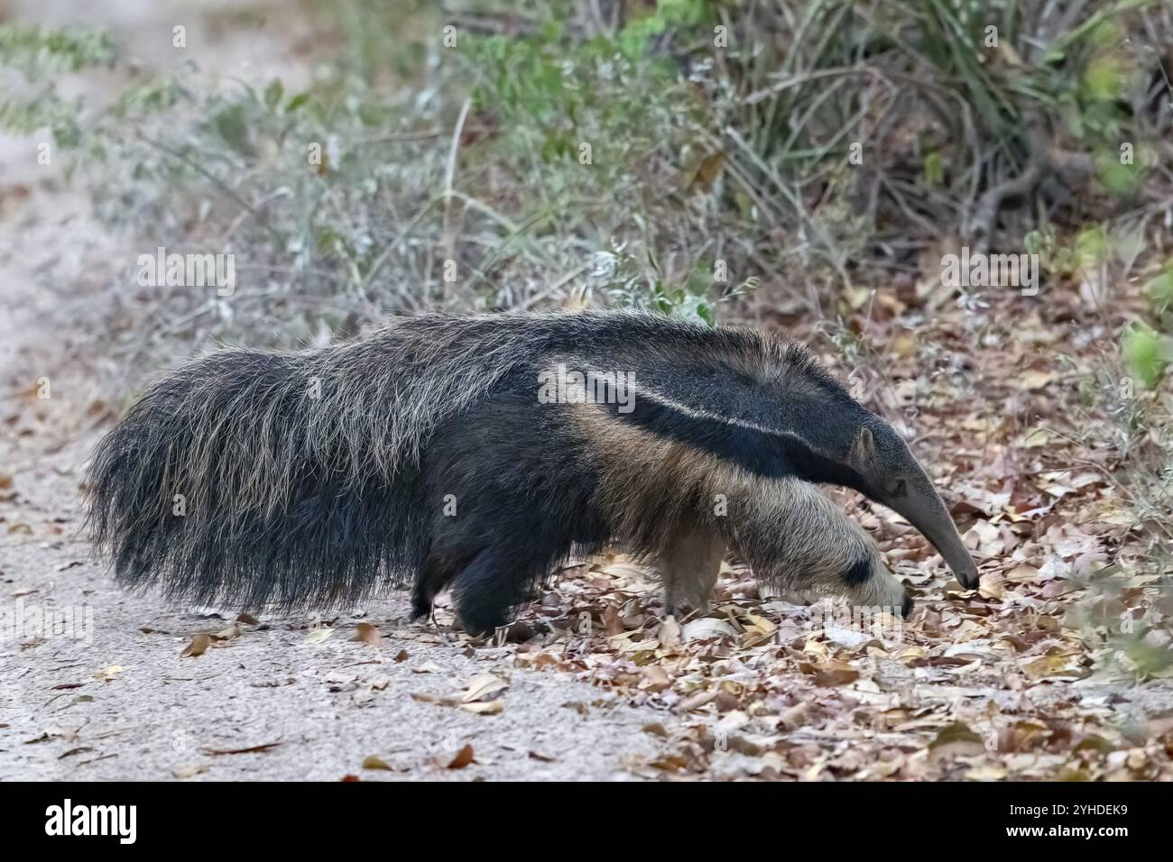 Giant anteater (Myrmecophaga tridactyla), at dusk, in front of sunrise ...