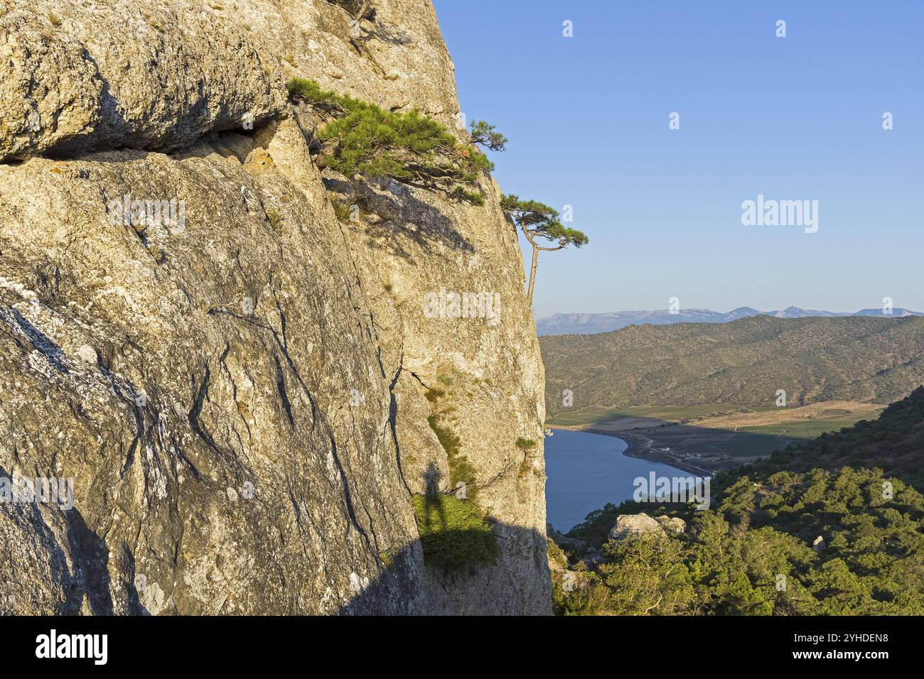 Relict pines on a cliff face. Karaul-Oba, Novyy Svet, Crimea Stock ...