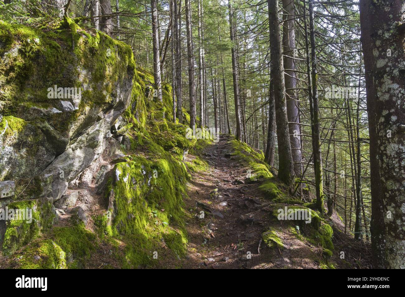 Hillside trail in Austrian Alps. Surroundings of the Mayrhofen ski ...
