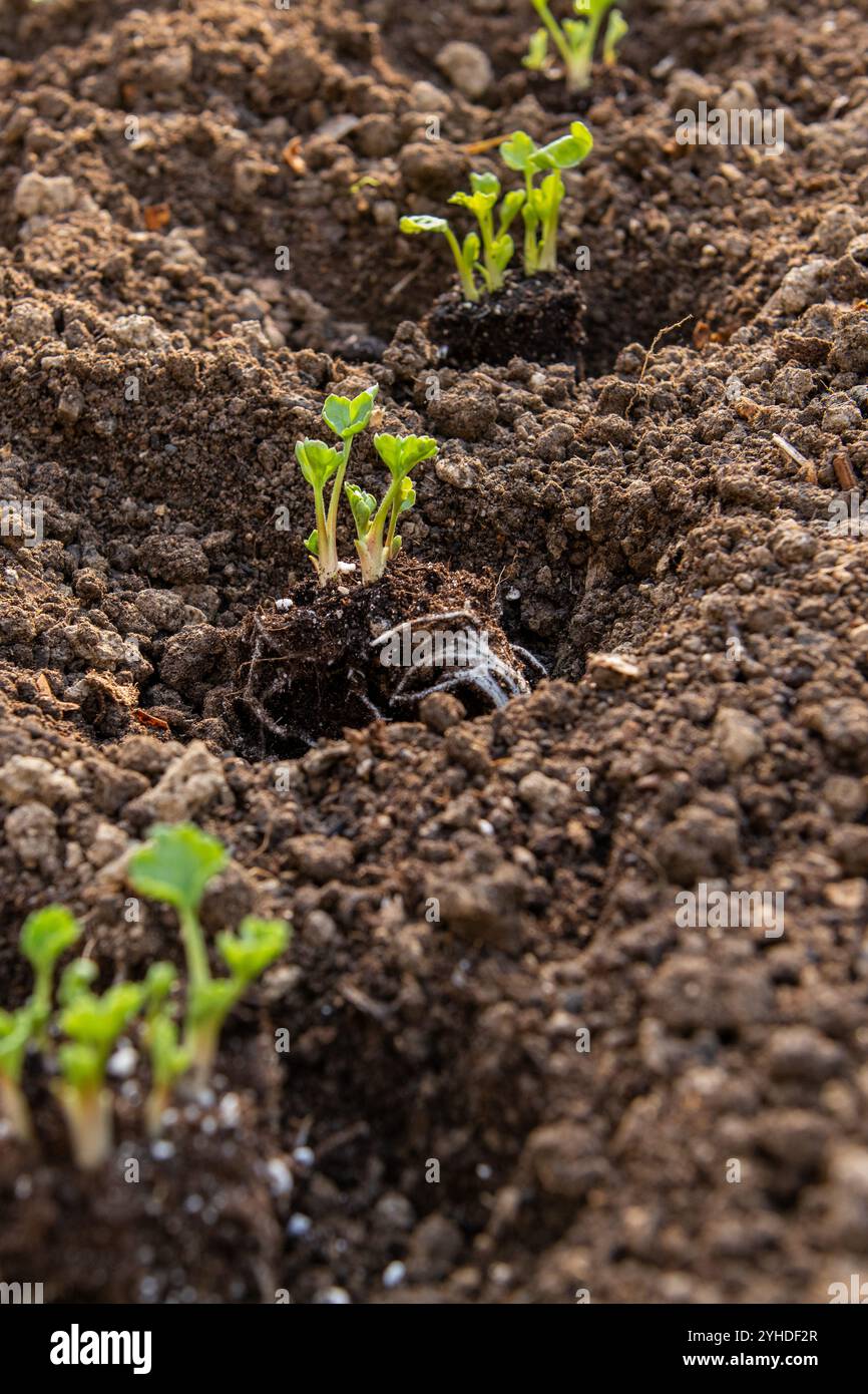 Planting ranunculus flowers. Flower bed with presprouted Ranunculus ...