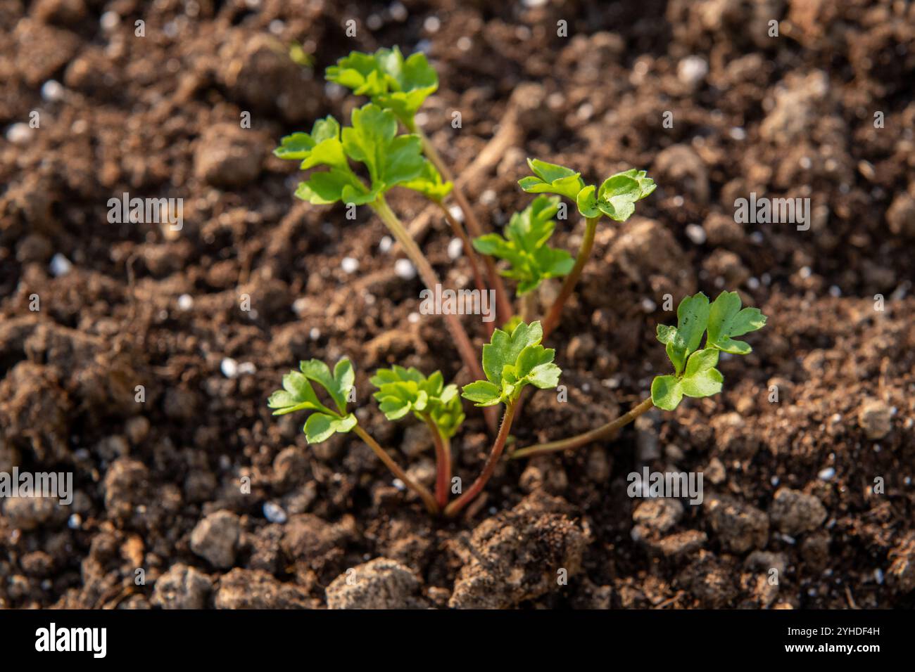 Planting ranunculus flowers. Flowerbed with presprouted Ranunculus ...