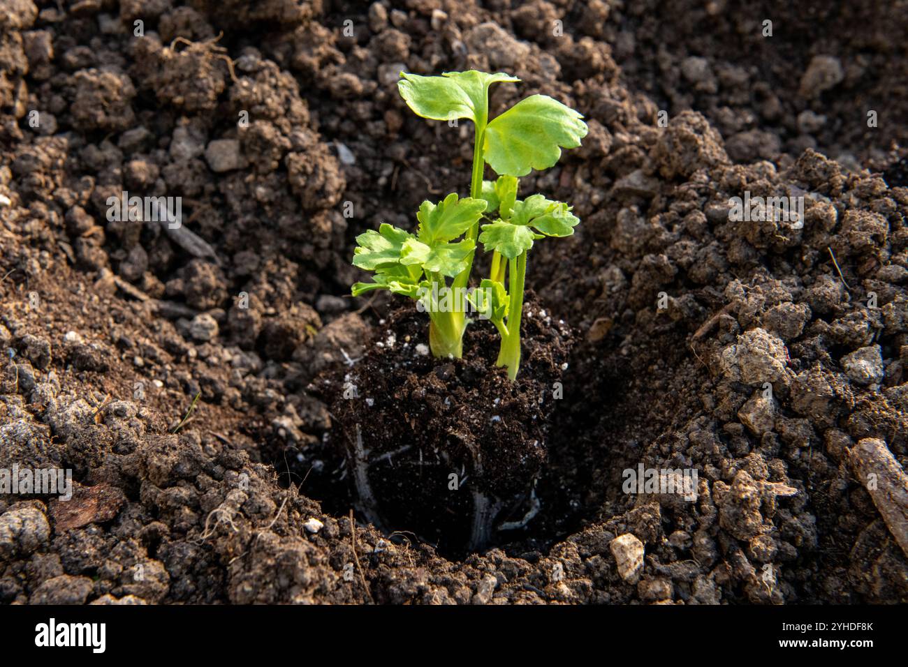 Planting ranunculus flowers. Flowerbed with presprouted Ranunculus ...