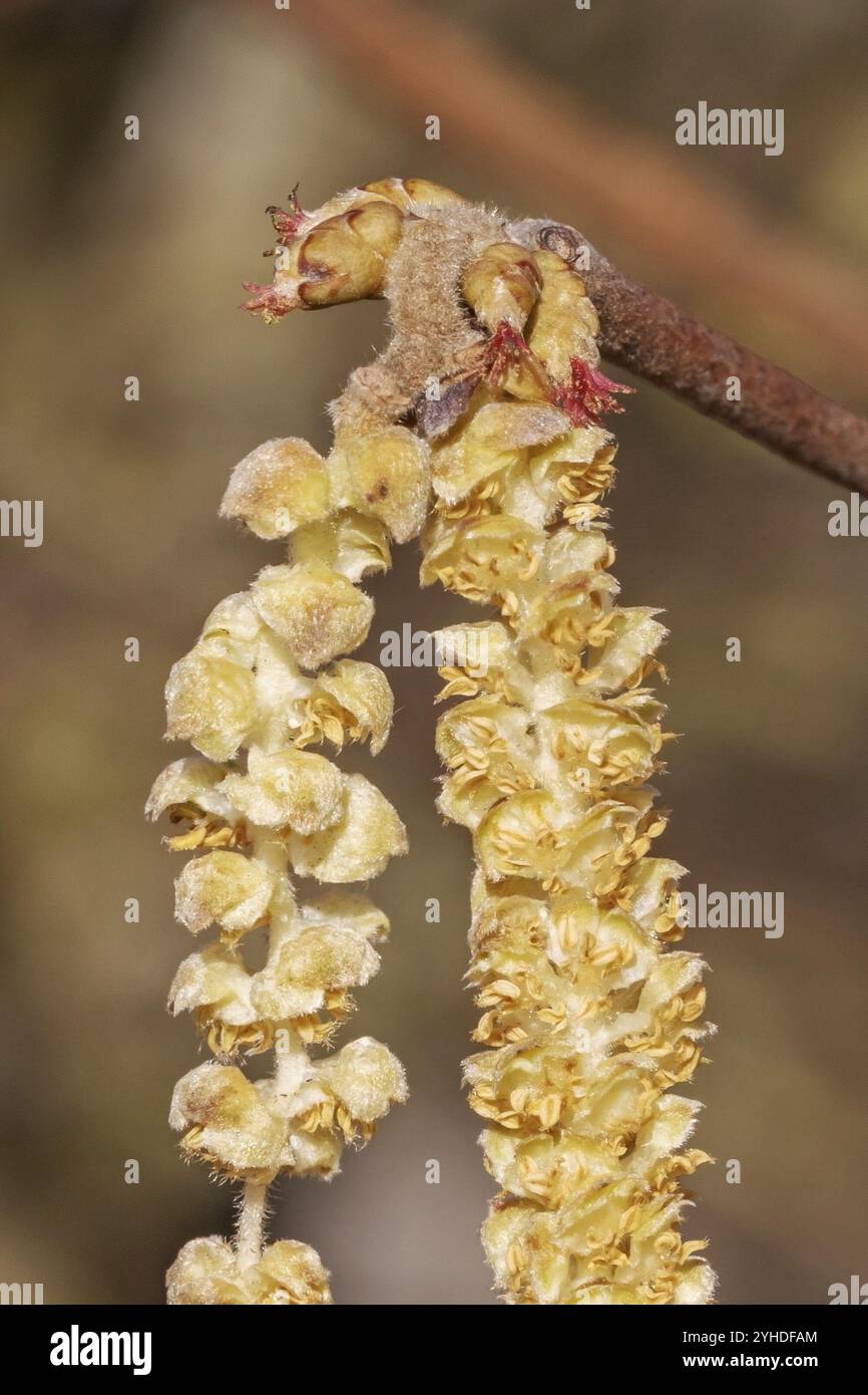Close-up of male and female flowers of the Common hazel (Corylus ...
