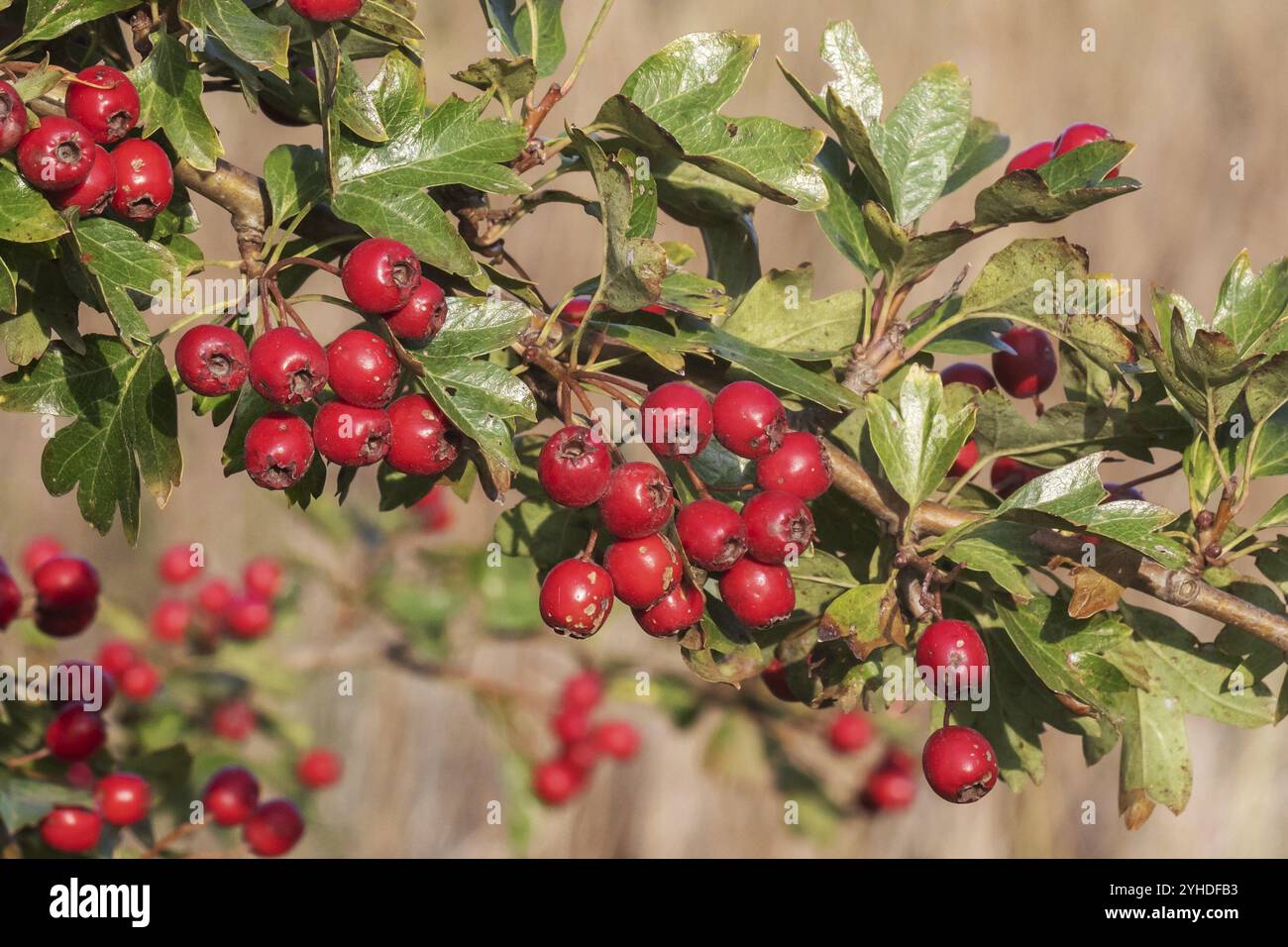 Fruits and leaves of the common hawthorn (Crataegus monogyna) Fruits ...