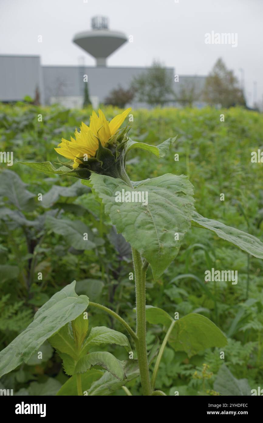 Intercropping hi-res stock photography and images - Alamy