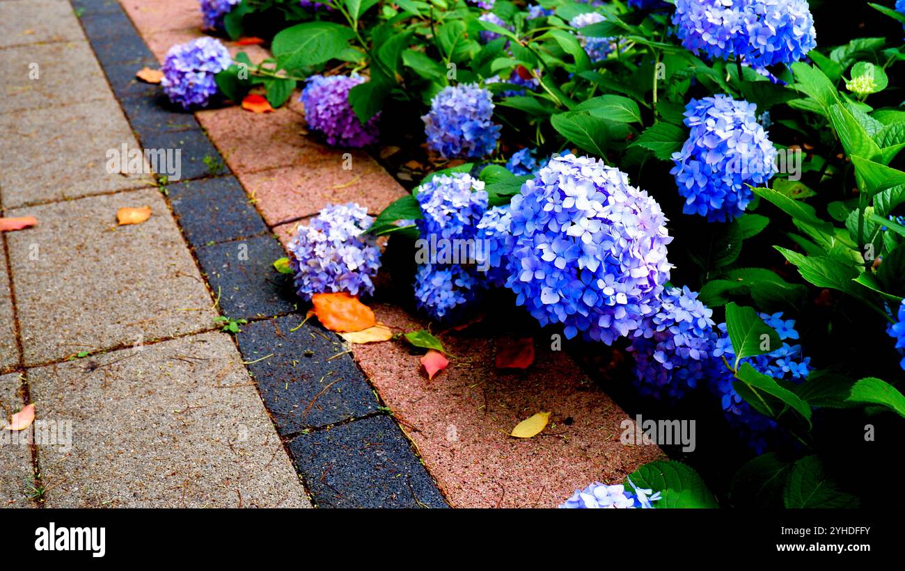 Blue hydrangea flowers along a brick path, set against a backdrop of ...