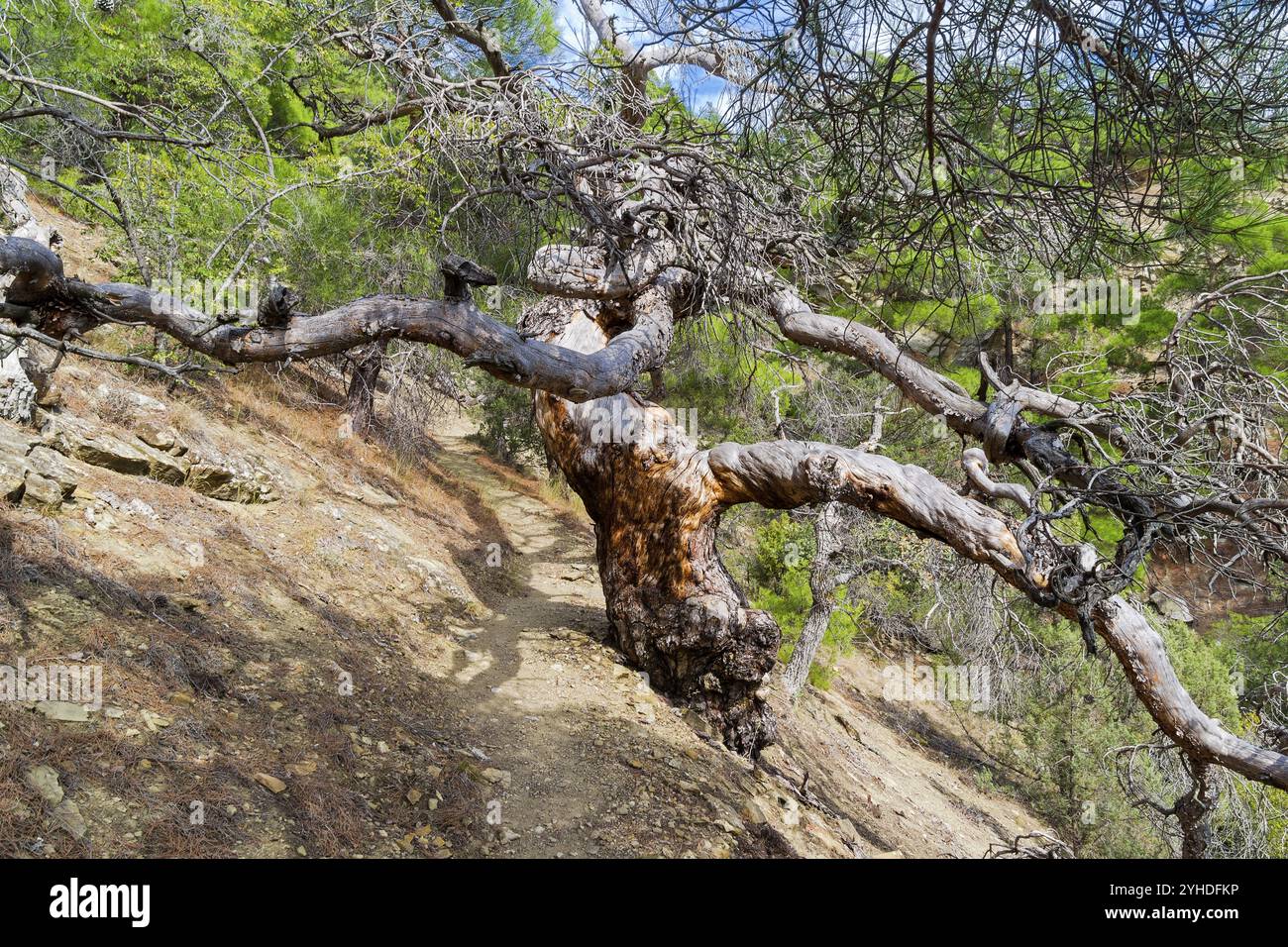 Dried pine tree by the path on a steep mountain slope. Novyy Svet ...