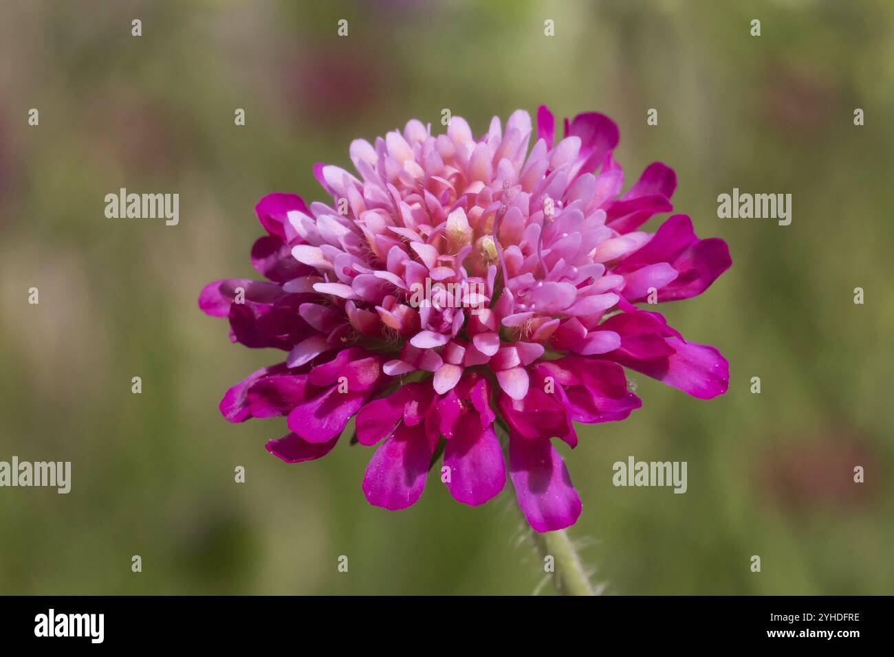 Flower head of the Macedonian widow flower (Knautia macedonica 'Melton ...