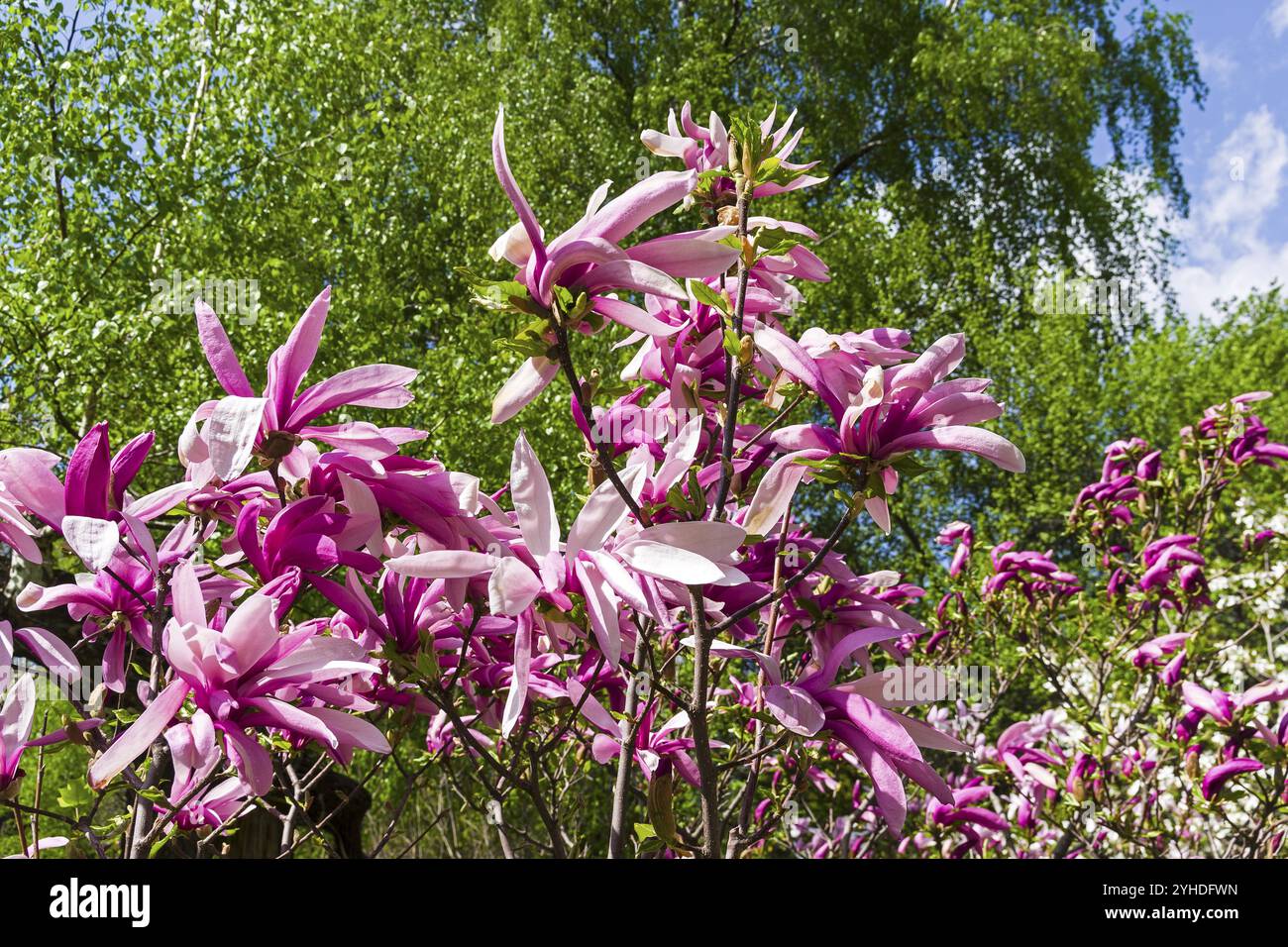 Blooming lily magnolia magnolia (Magnolia liliiflora) in the botanical ...