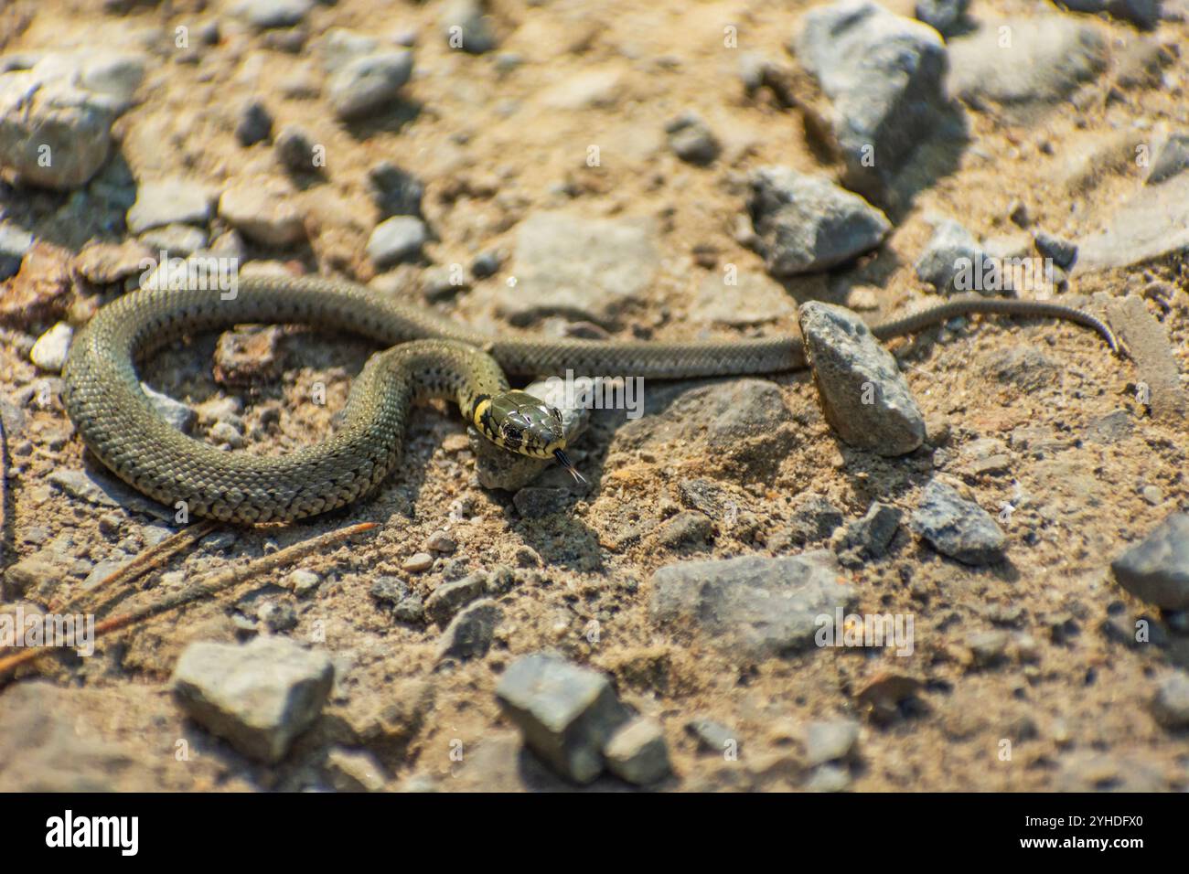 A grass snake lying on the ground, summer day Stock Photo - Alamy