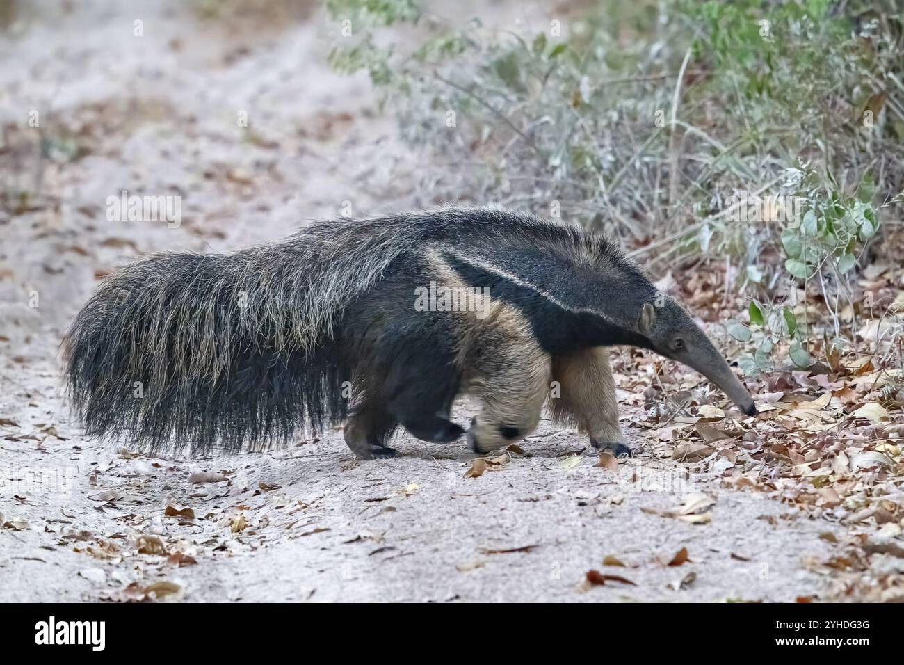 Giant anteater (Myrmecophaga tridactyla), at dusk, in front of sunrise ...