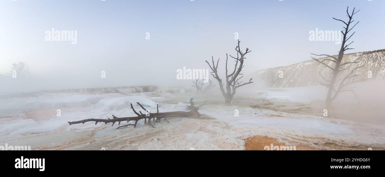 Dead trees falling over from being overtaken by hot springs at Mammoth ...
