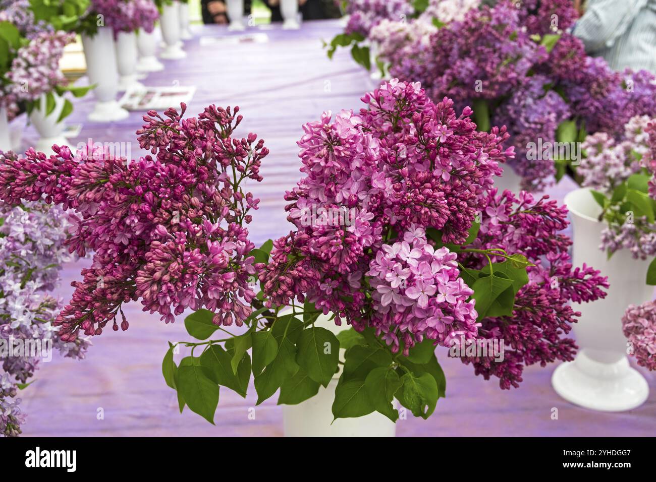 Lilac of the species of Esther Staley in a bouquet Stock Photo - Alamy