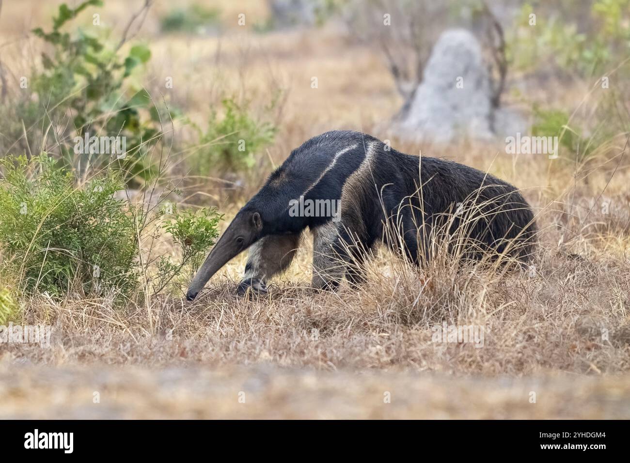 Giant anteater (Myrmecophaga tridactyla), at dusk, in front of sunrise ...
