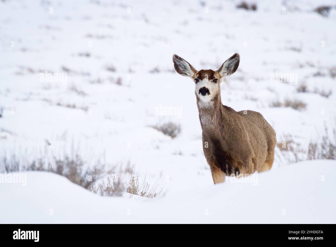 A mule deer doe stands in snow in Grand Teton National Park, Wyoming ...