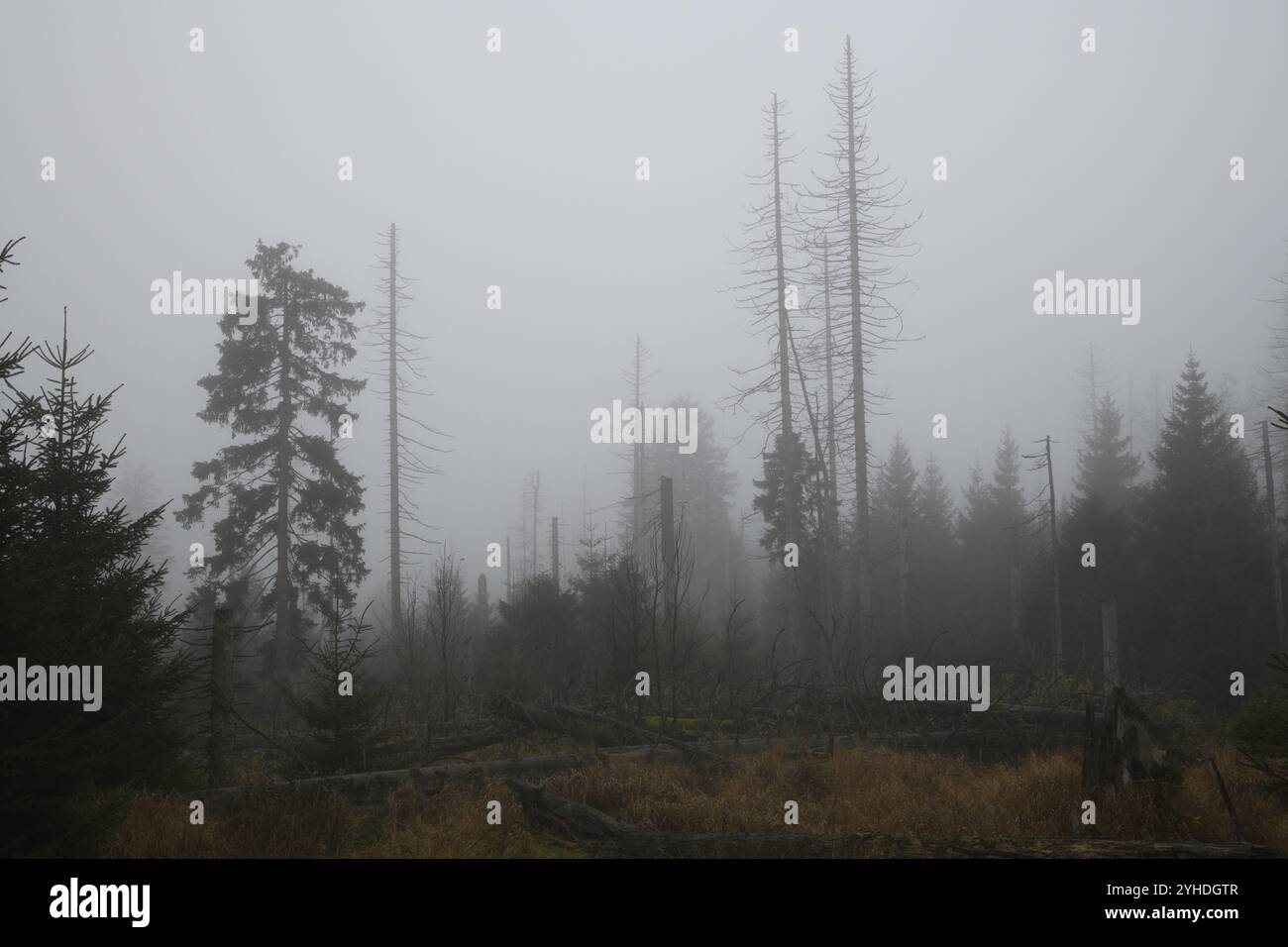 Harz, Tree death, Foggy forest with bare trees and autumn vegetation ...