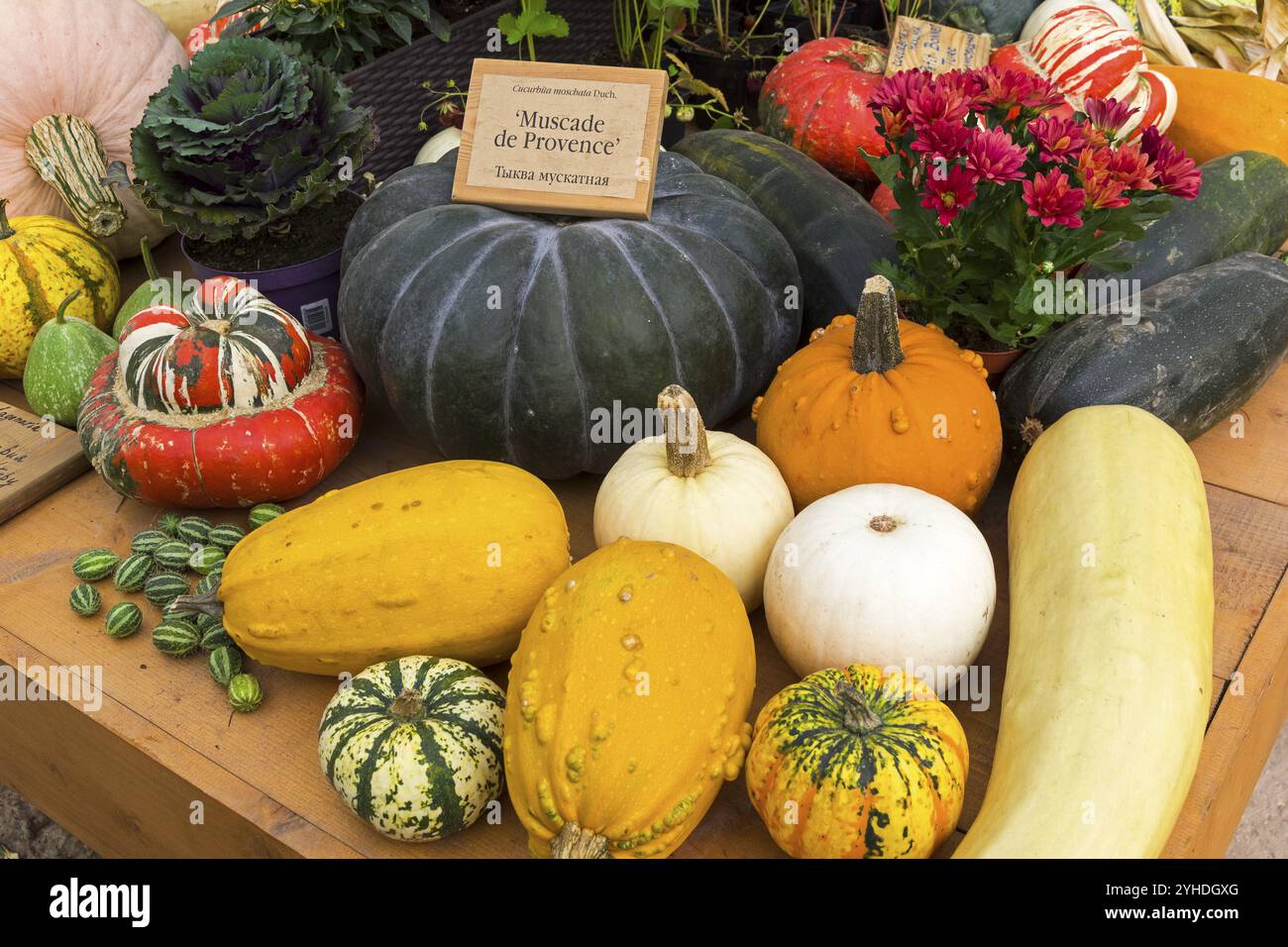 Shapes and sizes of pumpkins hi-res stock photography and images - Alamy