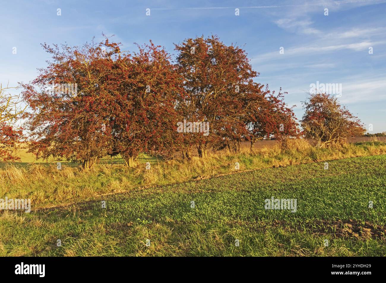 Field with winter cereals and bushes of common hawthorn (Crataegus ...