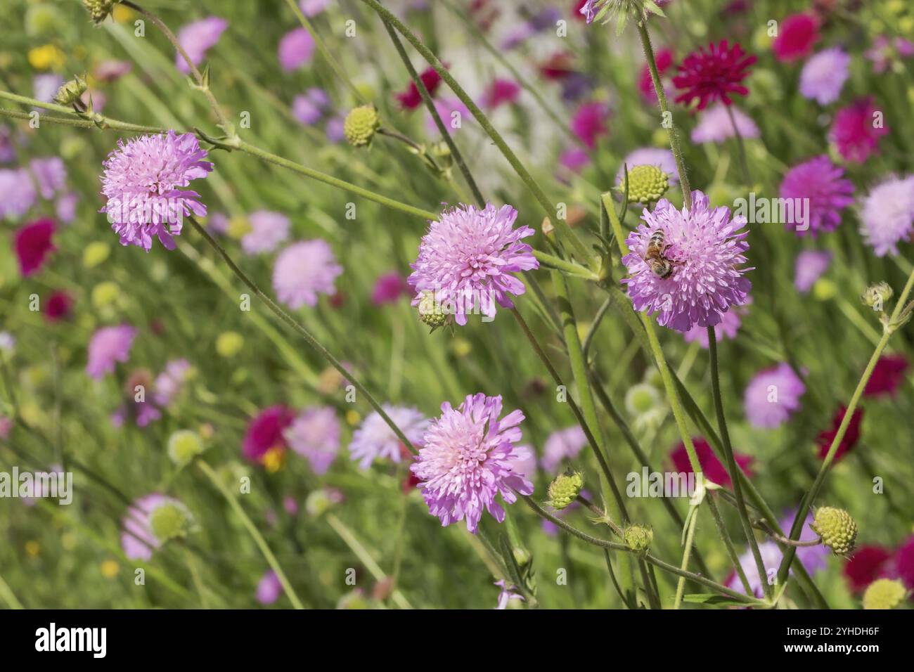 Flowers of the Macedonian widow flower (Knautia macedonica 'Melton ...