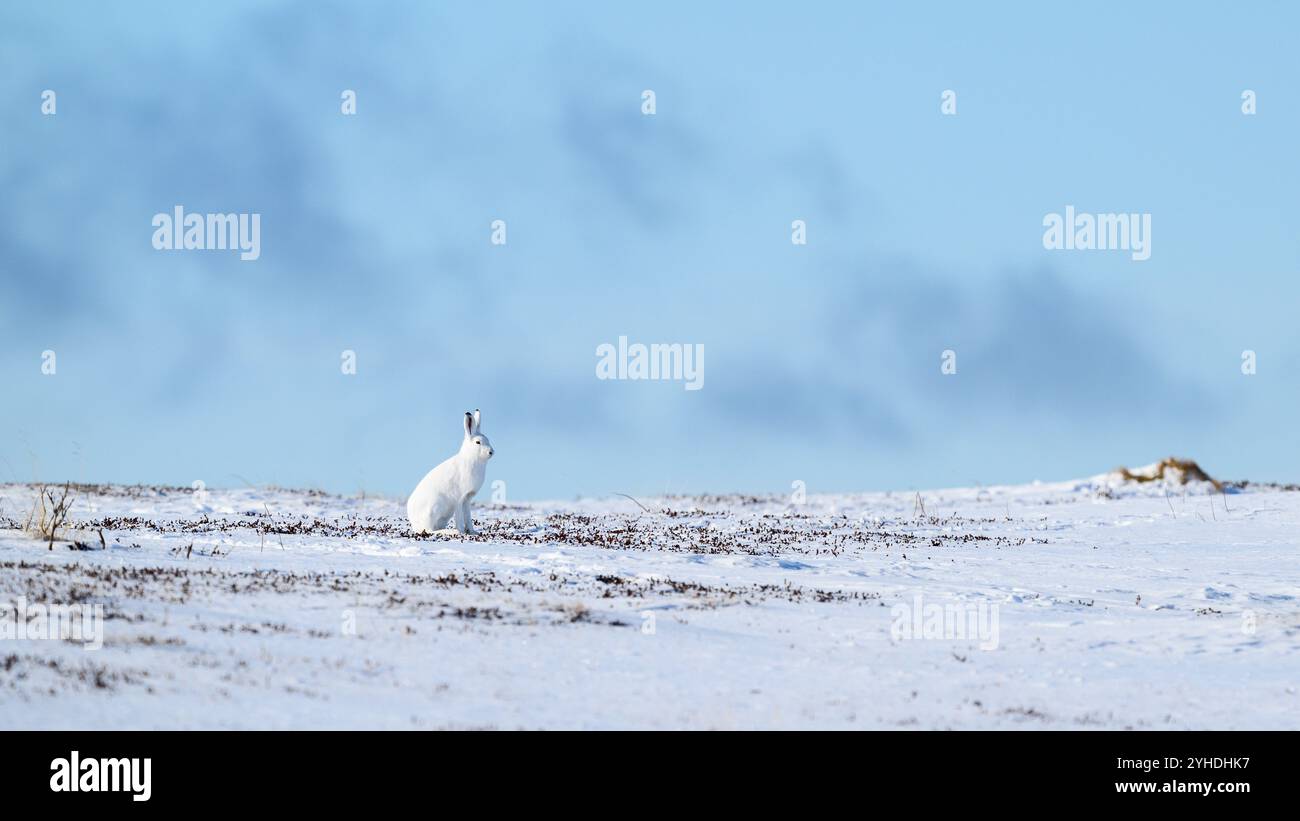 Mountain hare (Lepus timidus) in snowy landscape Stock Photo - Alamy
