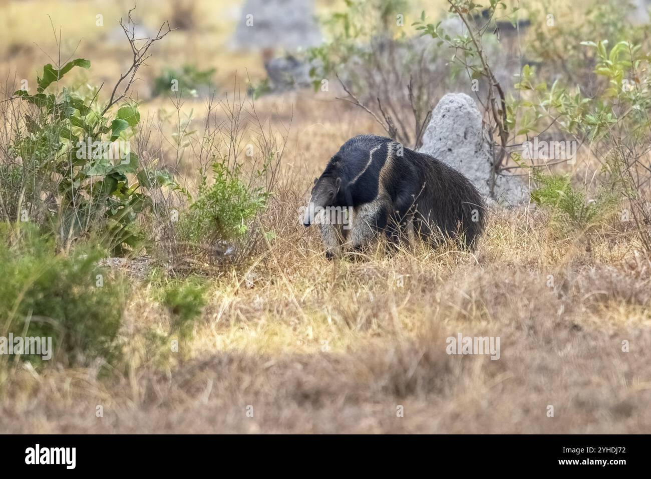 Giant anteater (Myrmecophaga tridactyla), at dusk, in front of sunrise ...