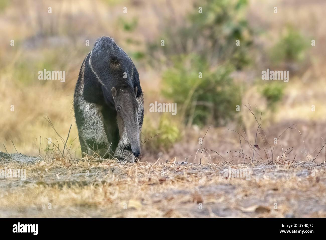 Giant anteater (Myrmecophaga tridactyla), at dusk, in front of sunrise ...