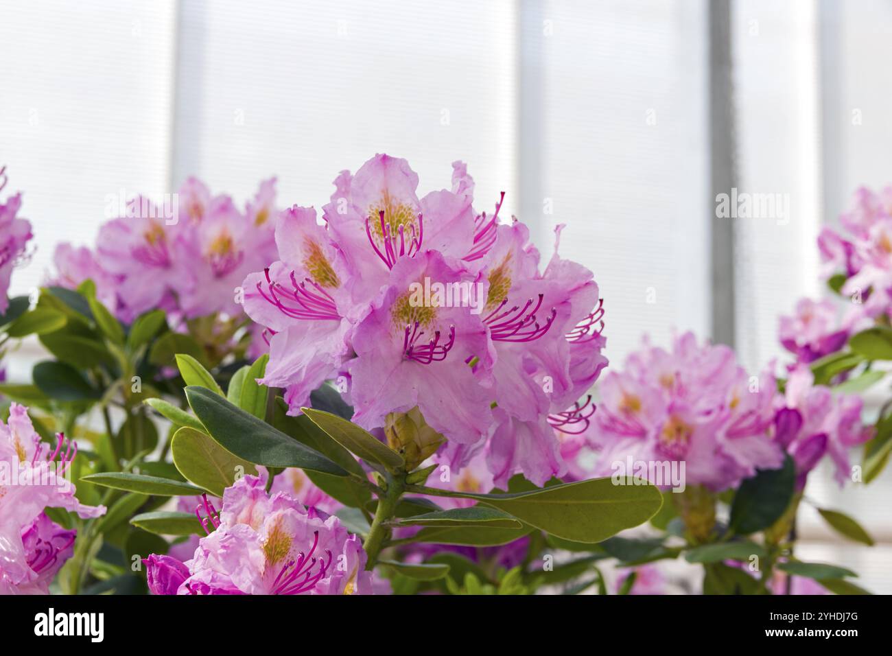 Blooming rhododendron of the Irina species Stock Photo - Alamy