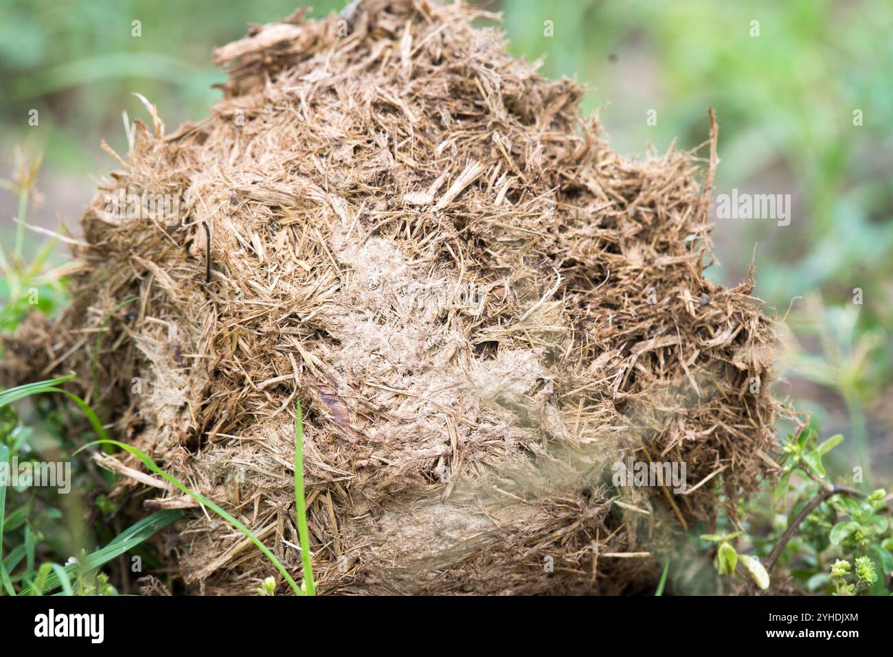 Elephant dung in Murchison Falls National Park - Uganda Stock Photo - Alamy