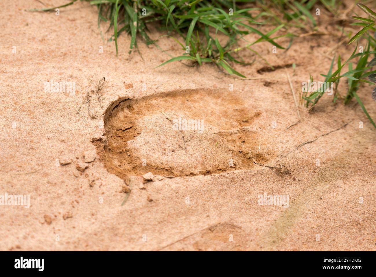 Elephant foot print in Murchison Falls National Park Stock Photo - Alamy