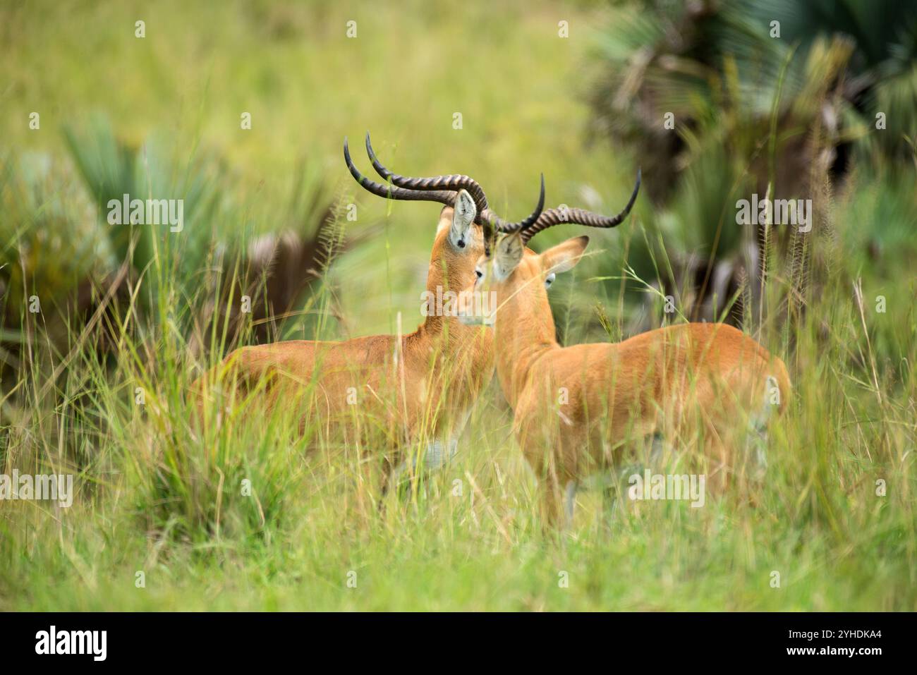 Animal male photos hi-res stock photography and images - Alamy