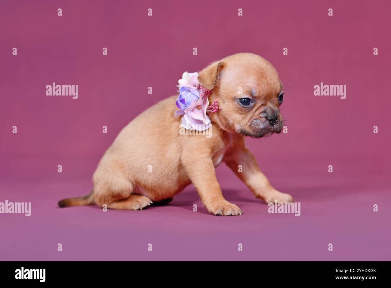 Four weeks young red fawn French Bulldog puppy with healthy long nose ...