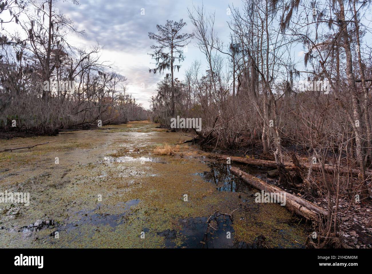 Louisiana bayou sunset hi-res stock photography and images - Alamy