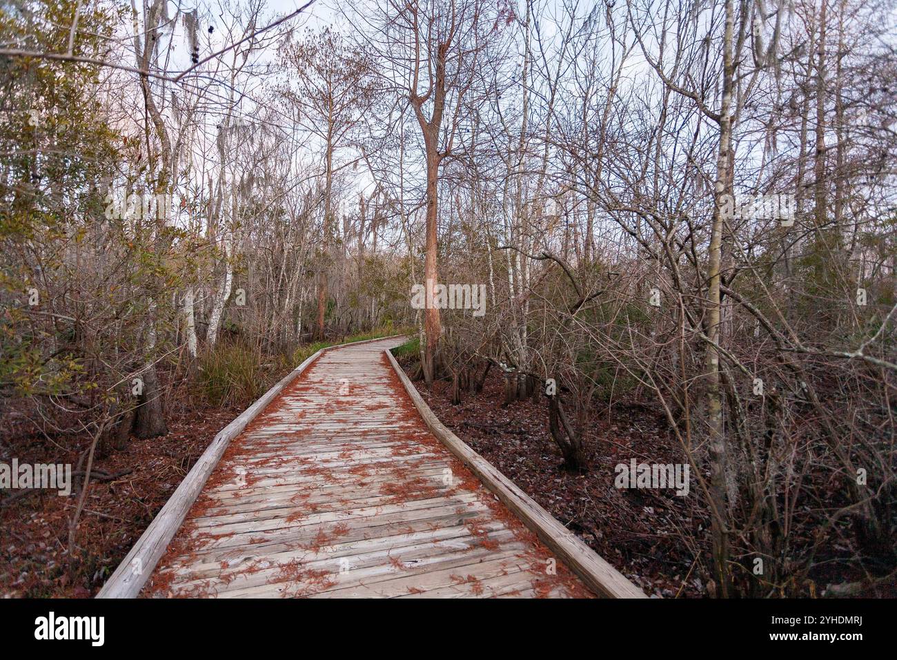 A boardwalk bending through marshy wetlands in the swamps south of New ...