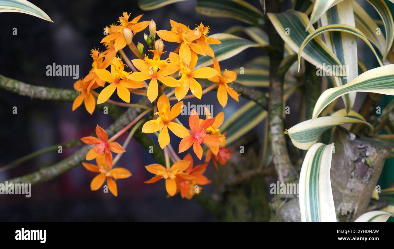 Close up Epidendrum radicans. This flower is one of the orchid species ...