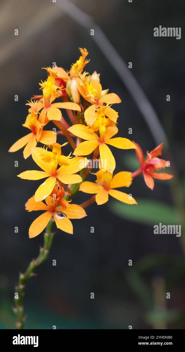 Close up Epidendrum radicans. This flower is one of the orchid species ...