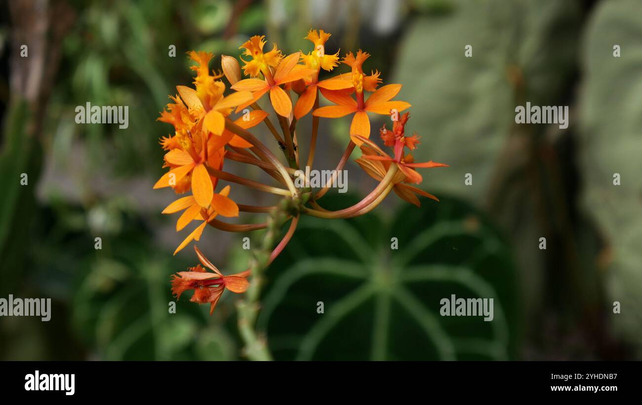 Close up Epidendrum radicans. This flower is one of the orchid species ...