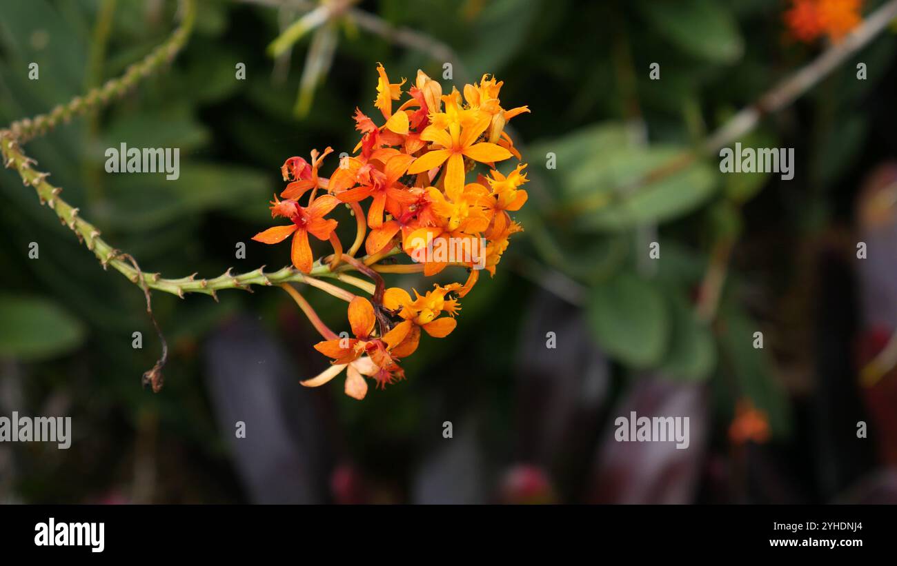 Close up Epidendrum radicans. This flower is one of the orchid species ...
