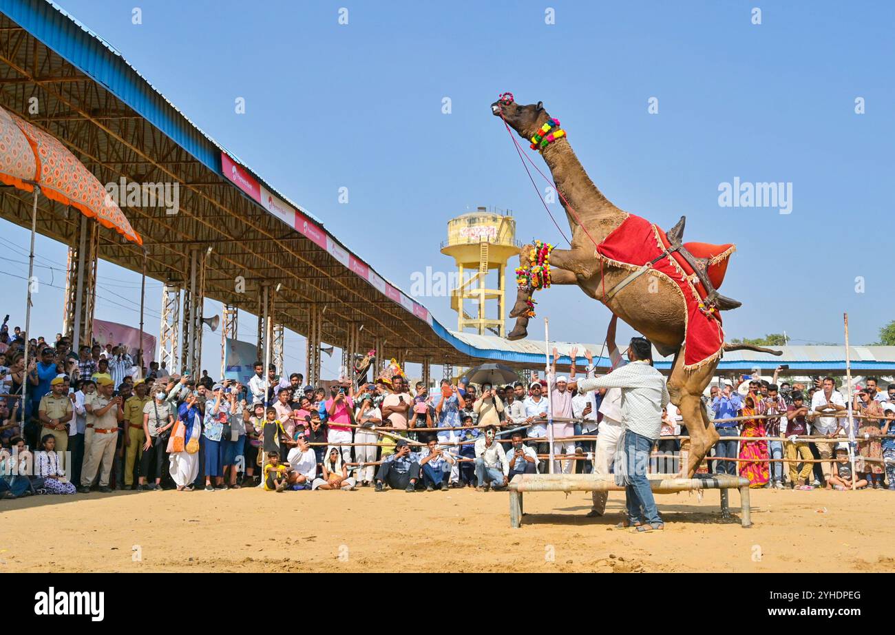 Pushkar, India. 11th Nov, 2024. World's Largest Camel Fair in Pushkar ...