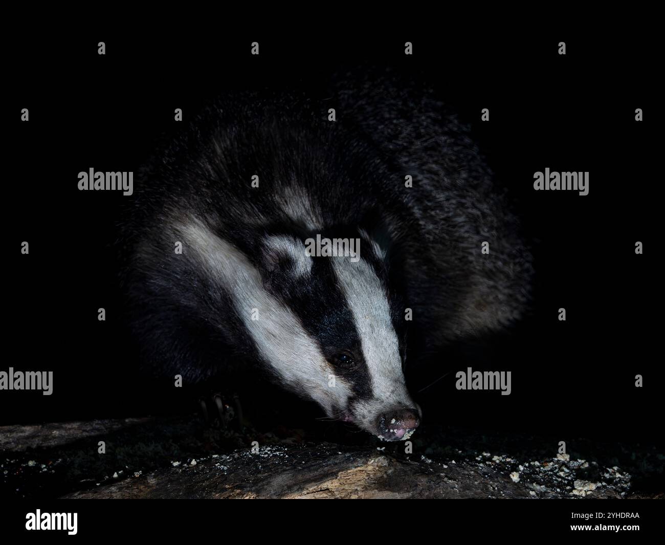 An adult female badger feeding at night time, UK Stock Photo - Alamy