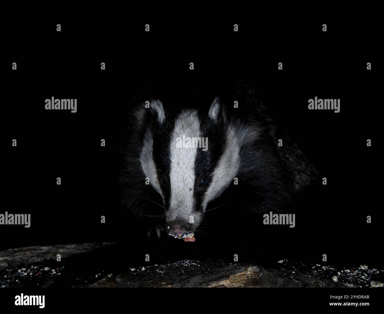 An adult female badger feeding at night time, UK Stock Photo - Alamy