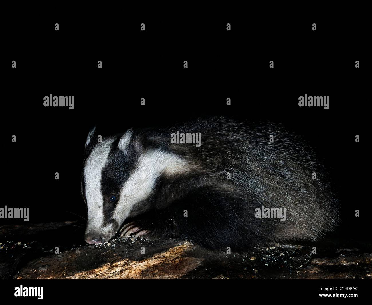 An adult female badger feeding at night time, UK Stock Photo - Alamy