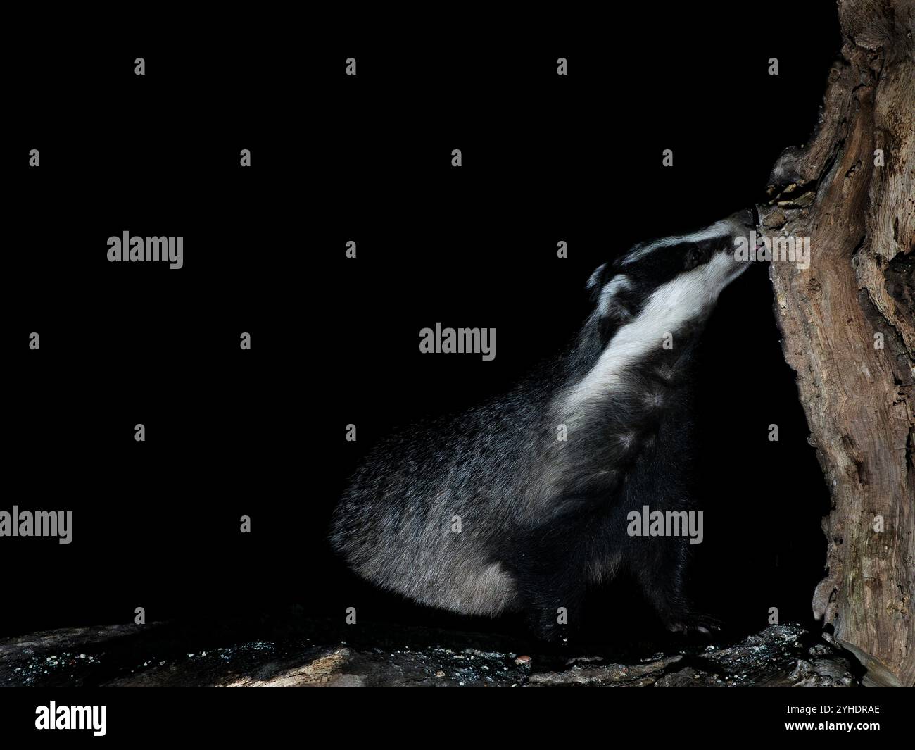 An adult female badger feeding at night time, UK Stock Photo - Alamy